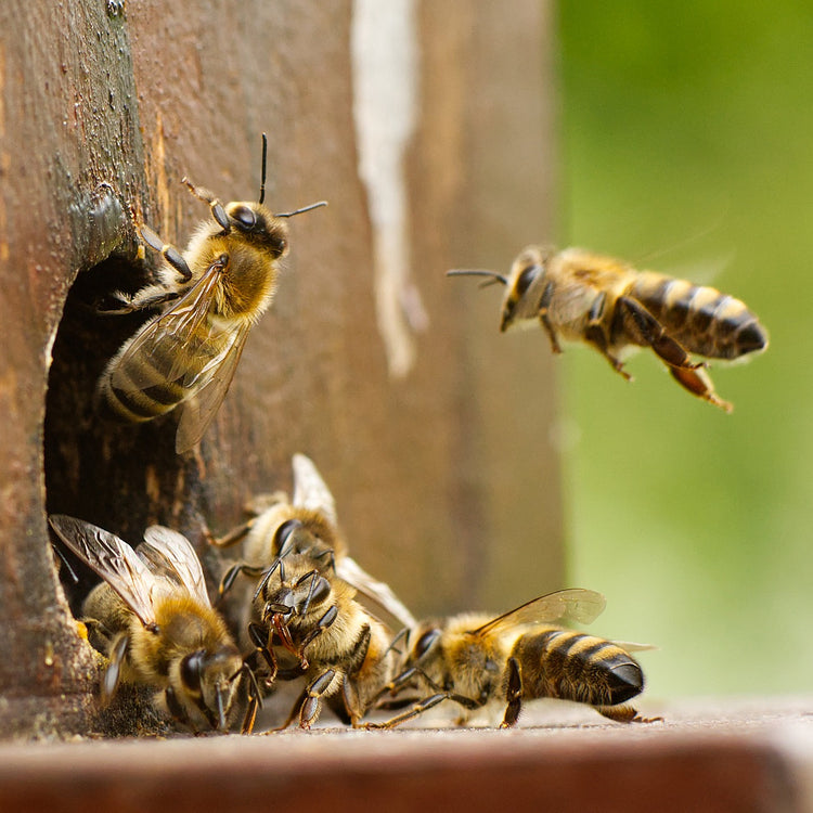 What’s Inside a Beehive? Exploring the Structure of a Bee Colony – The ...